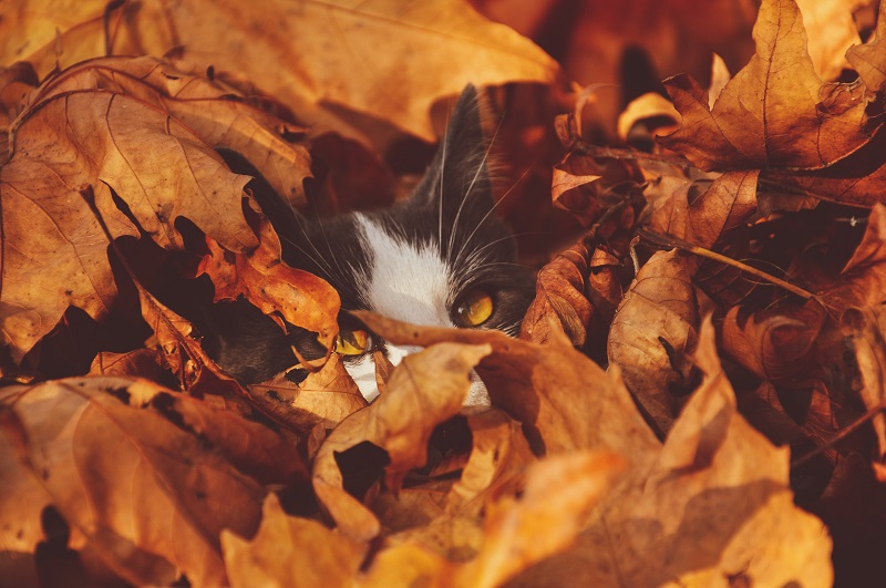 Fall Safety and Your Pet | Critter Fixer Veterinary Hospital